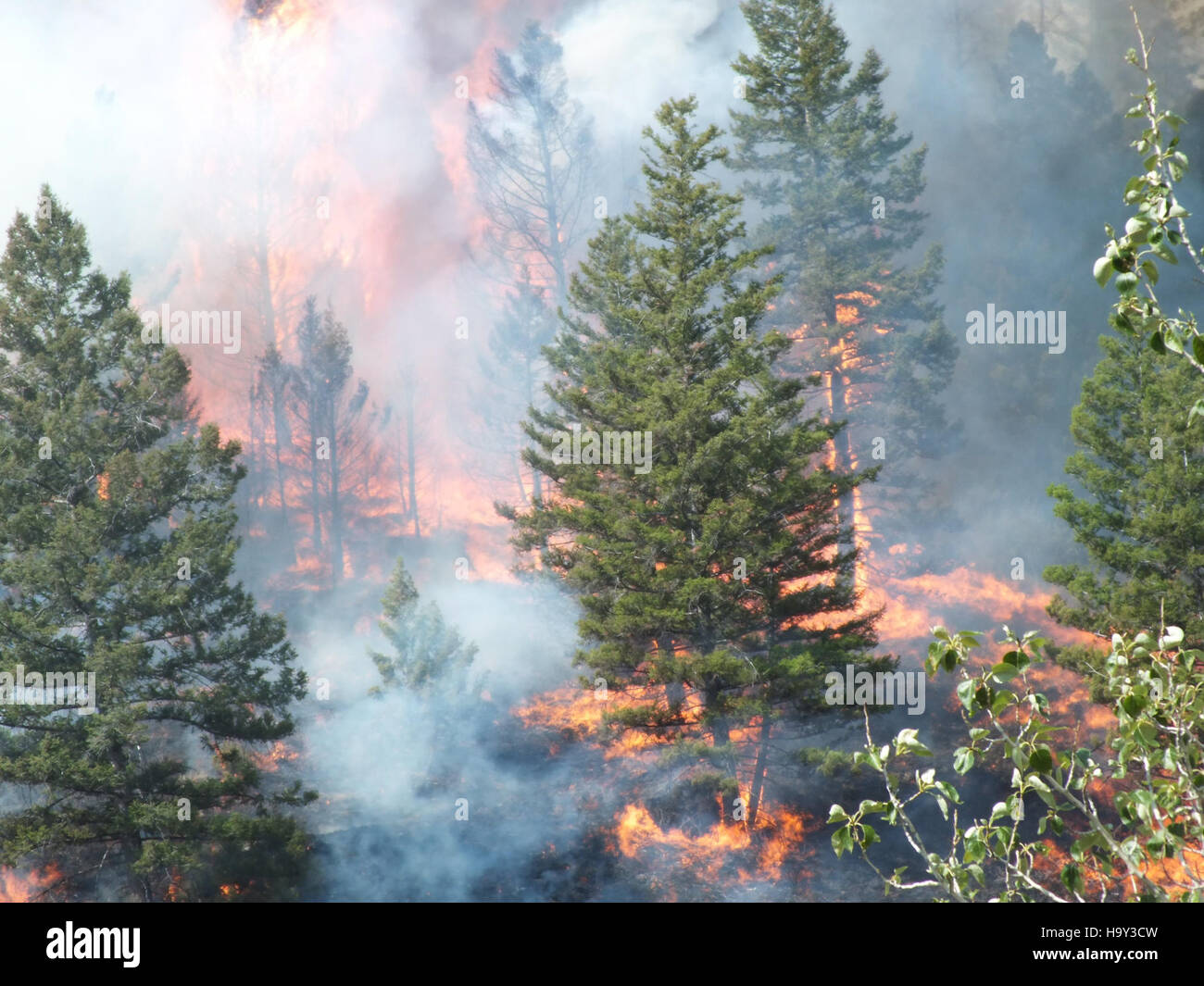 This image depicts the aftermath of the Lodgepole Fire, showcasing the ...
