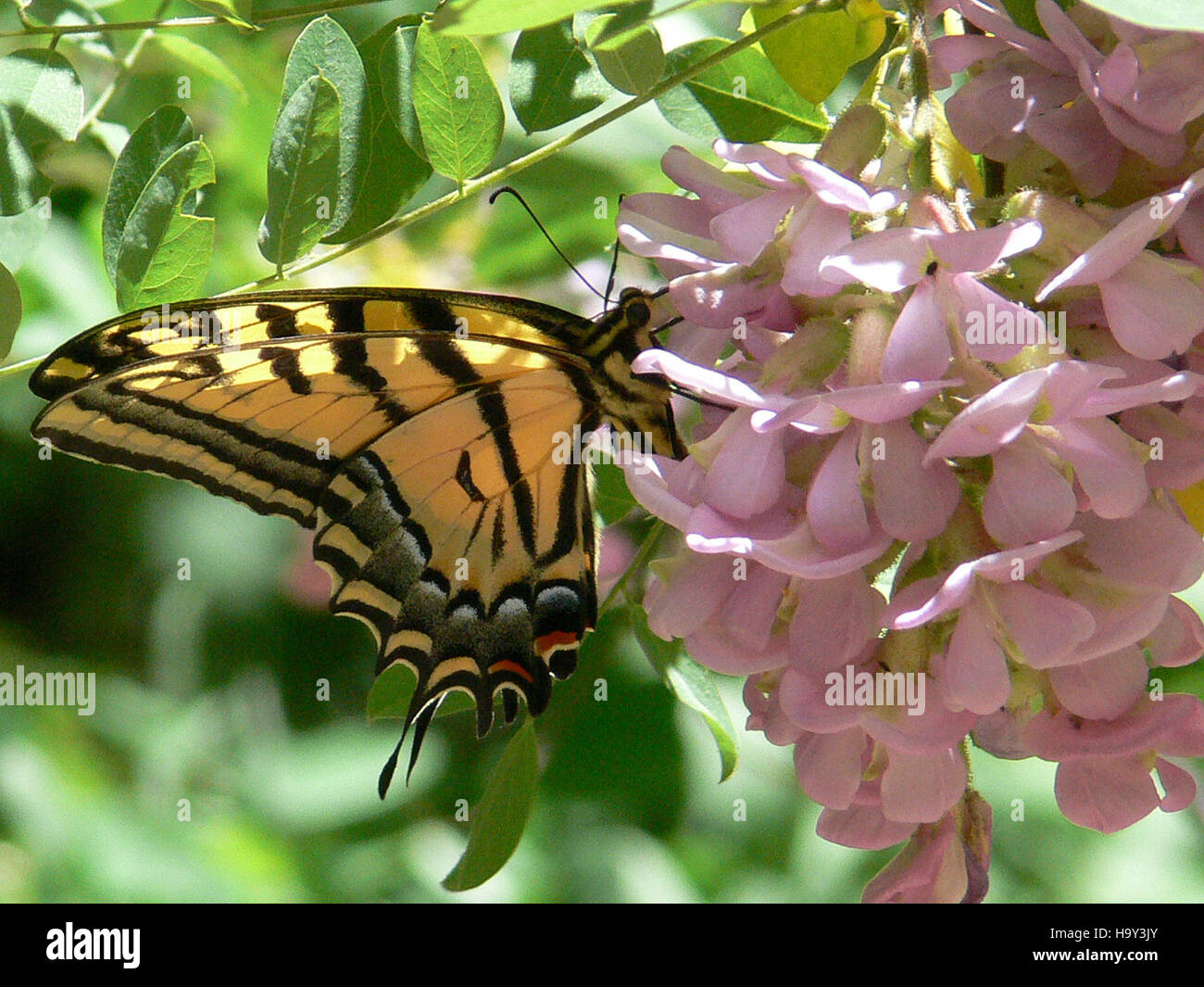 A Tiger Swallowtail butterfly rests on a locust tree in Bandelier ...