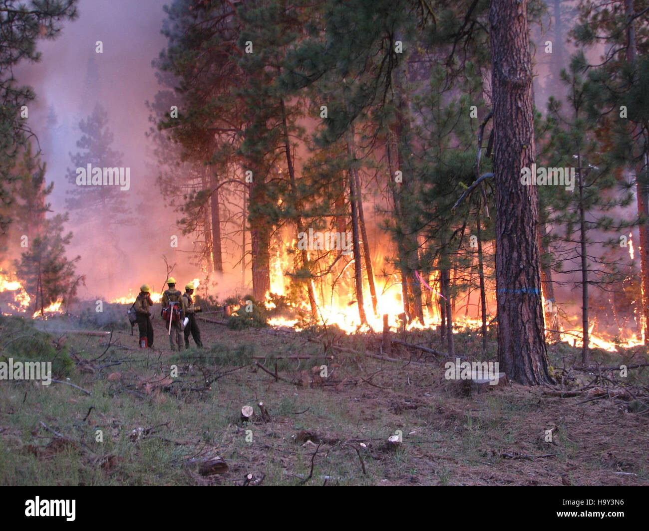 A photo showing the aftermath of a forest fire at Mile Marker 28 ...