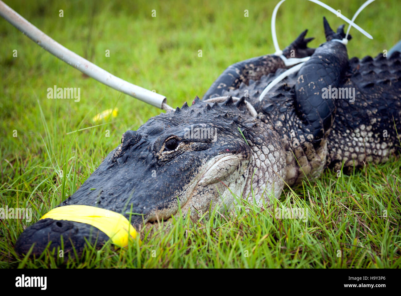 F 261 hi-res stock photography and images - Alamy