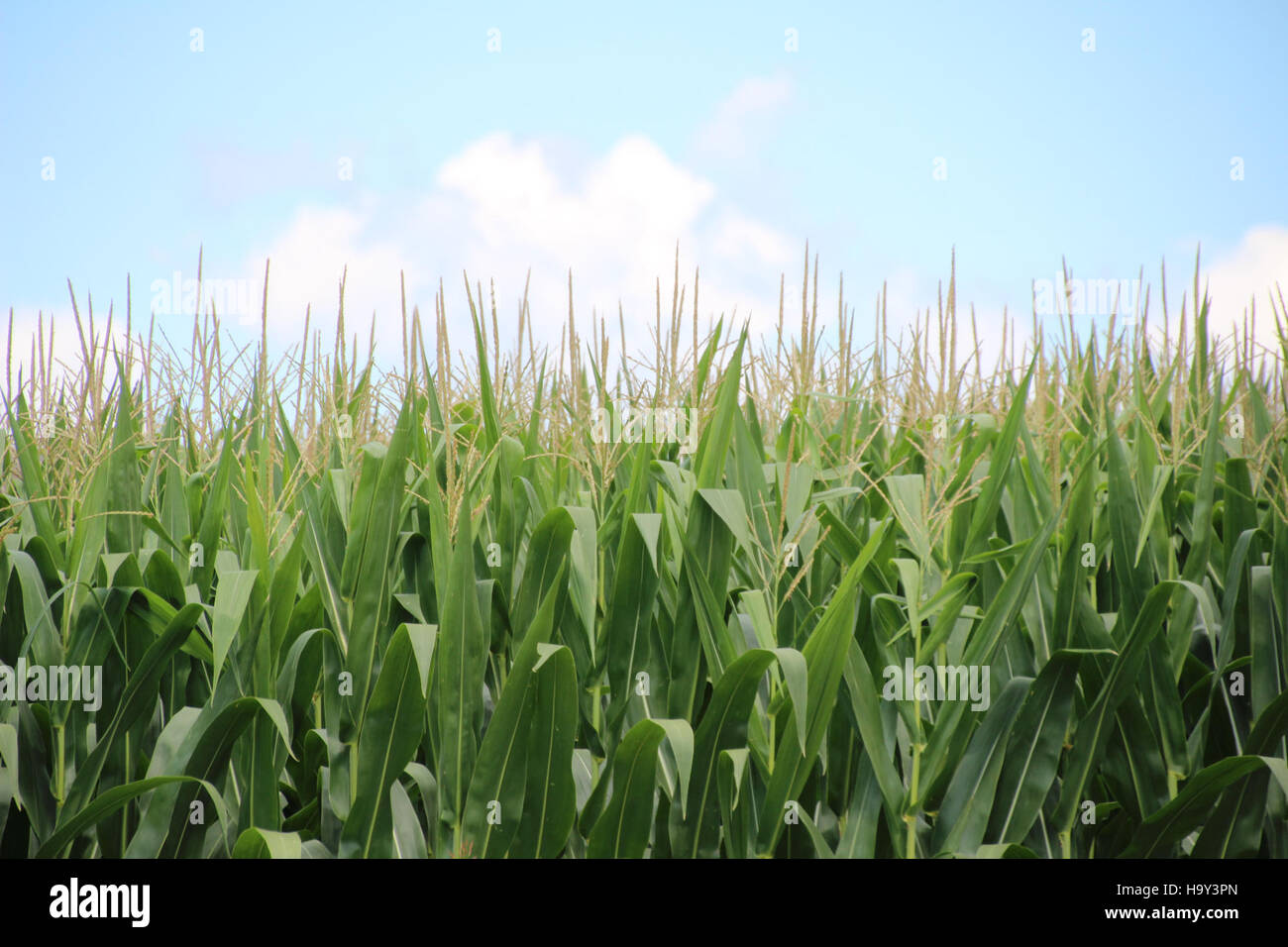 A photo representing the importance of corn in U.S. agriculture ...
