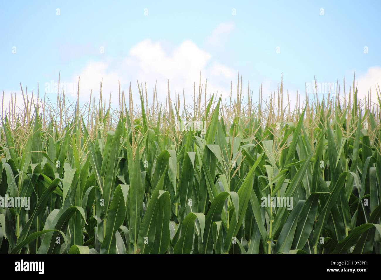 Agricultural guidelines hi-res stock photography and images - Alamy