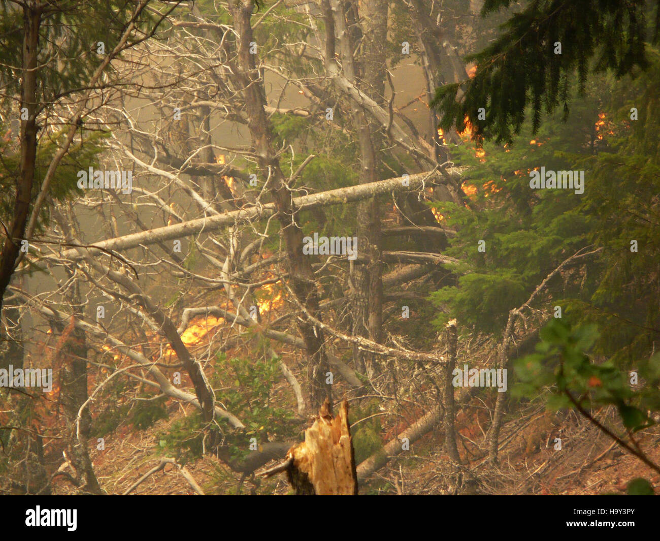 The Brimstone Fire, a forest fire in the U.S., caused significant ...