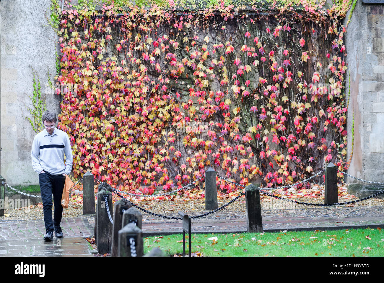 Autumn at Trinity college, Cambridge, England Stock Photo - Alamy