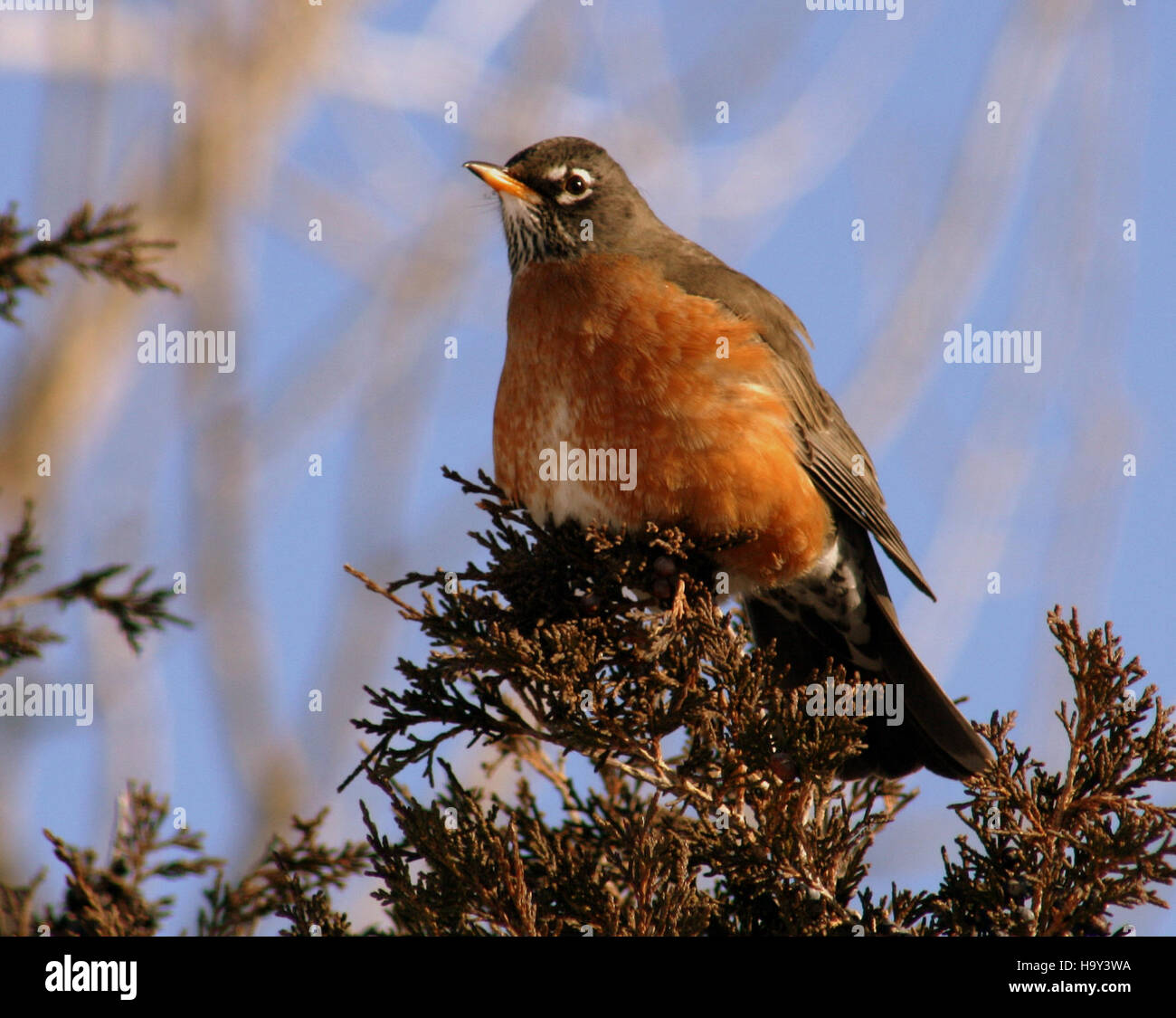 A robin is seen in the Badlands National Park, highlighting the park's ...