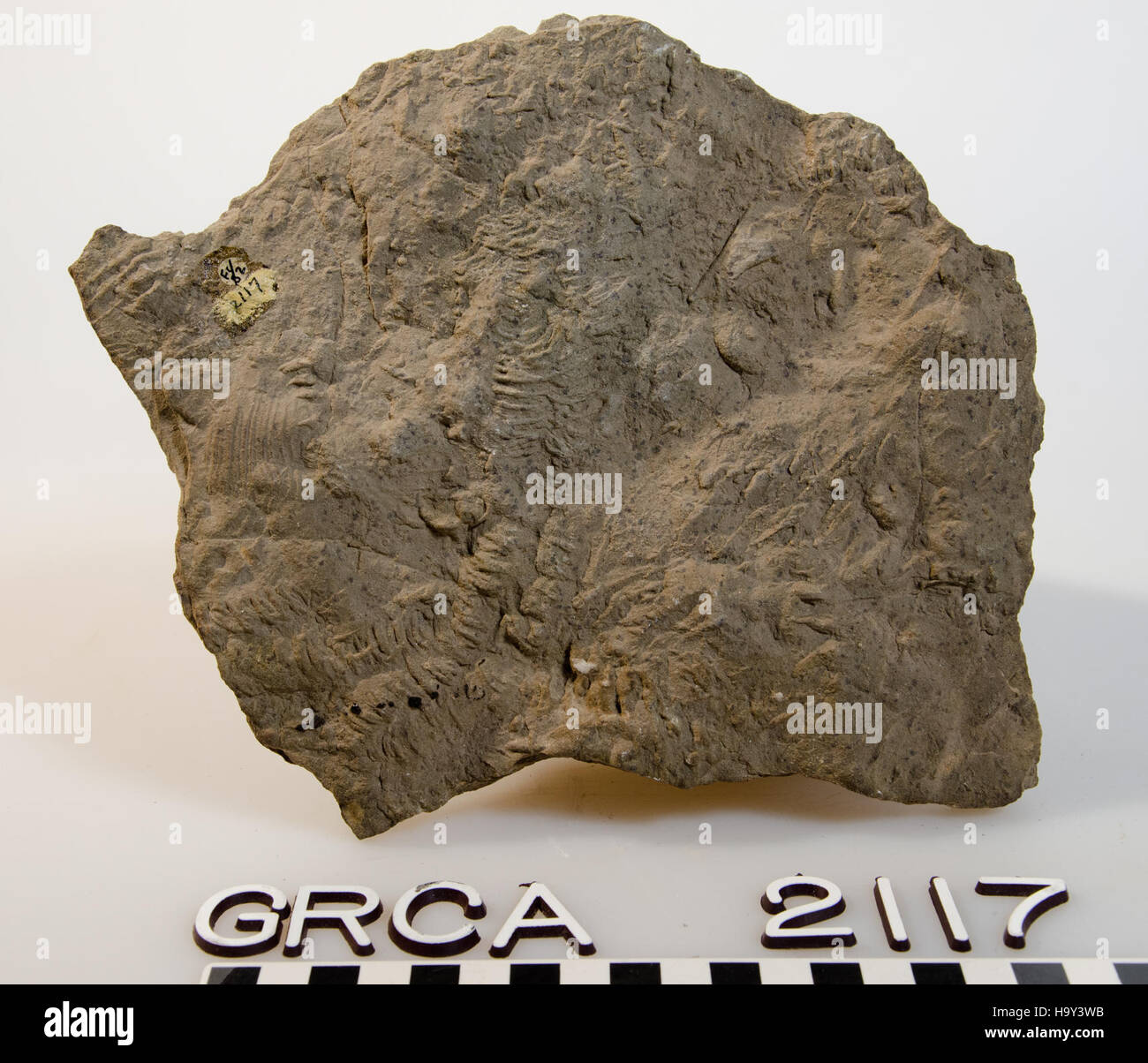 The Grand Canyon National Park offers a fossil trail featuring ...