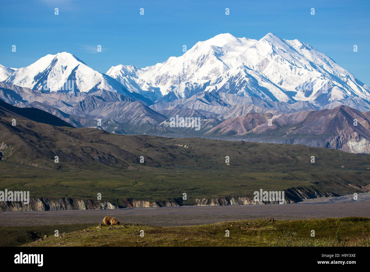 A bear digging in Denali National Park highlights the natural behaviors ...