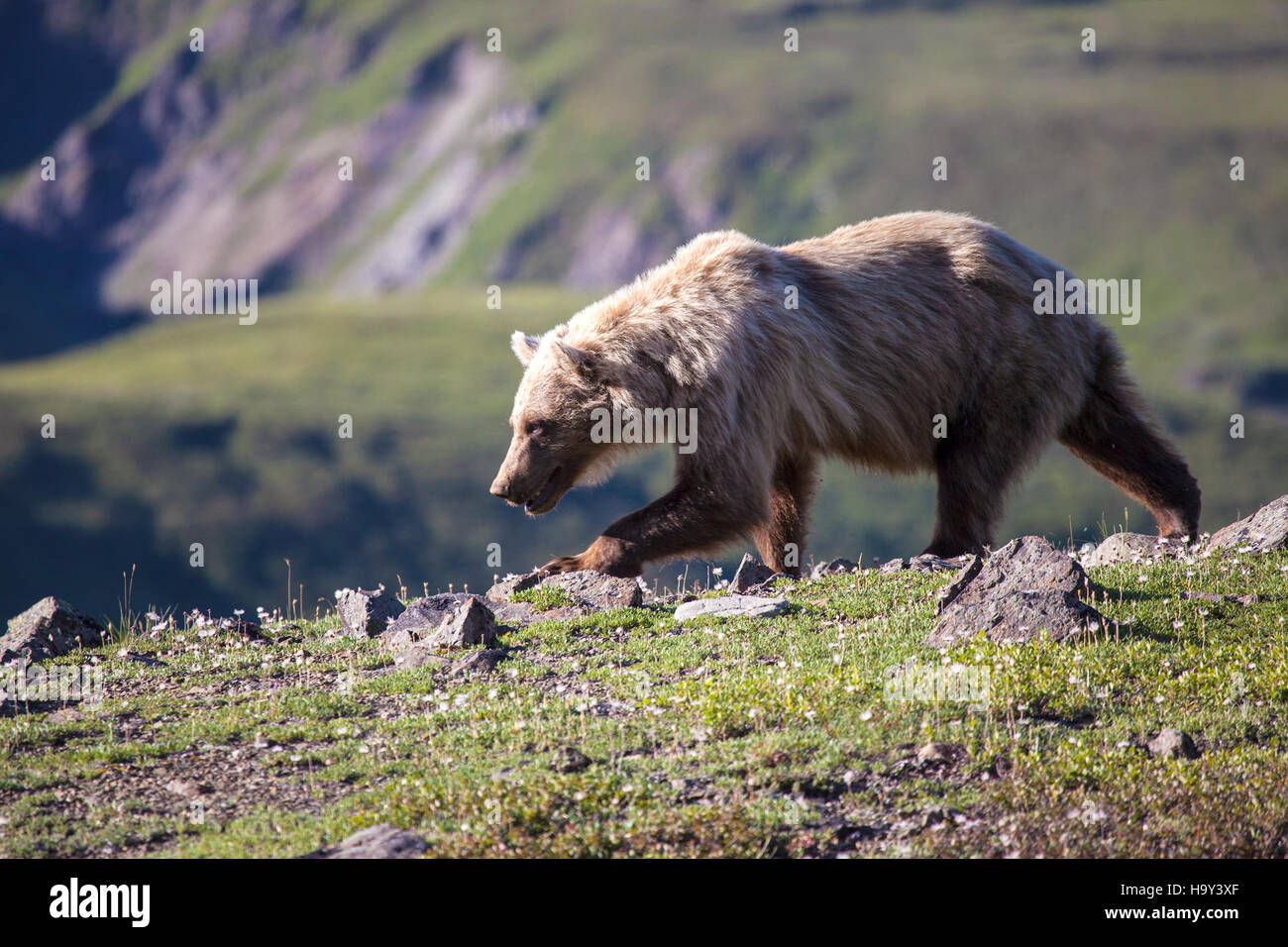 A powerful image of a grizzly bear in Denali National Park, reflecting ...