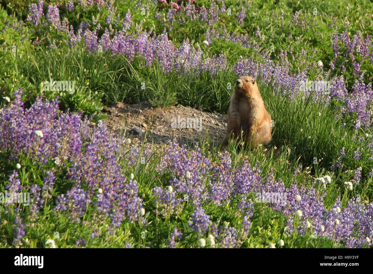 Olympic National Park showcases a vibrant lupine meadow where marmots ...