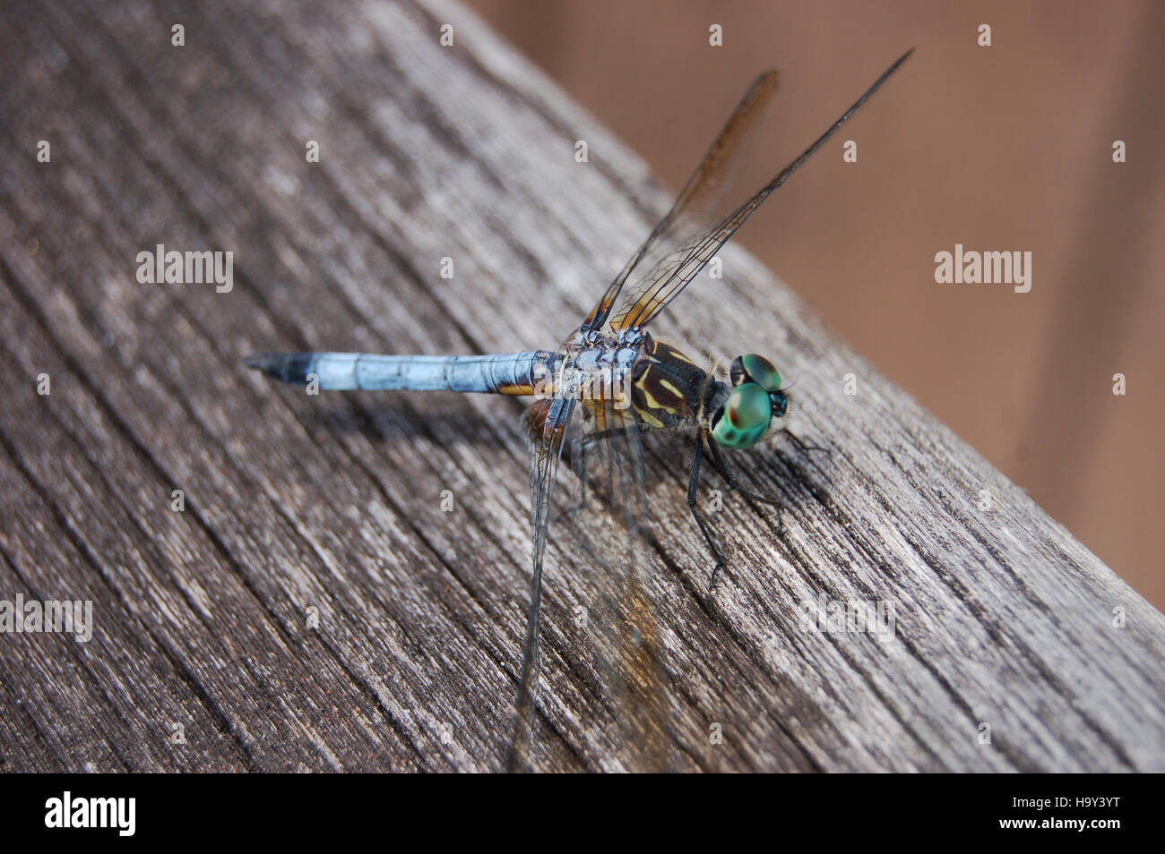 evergladesnps 9103753580 Dragonfly (1), NPSphoto.jpg Stock Photo - Alamy