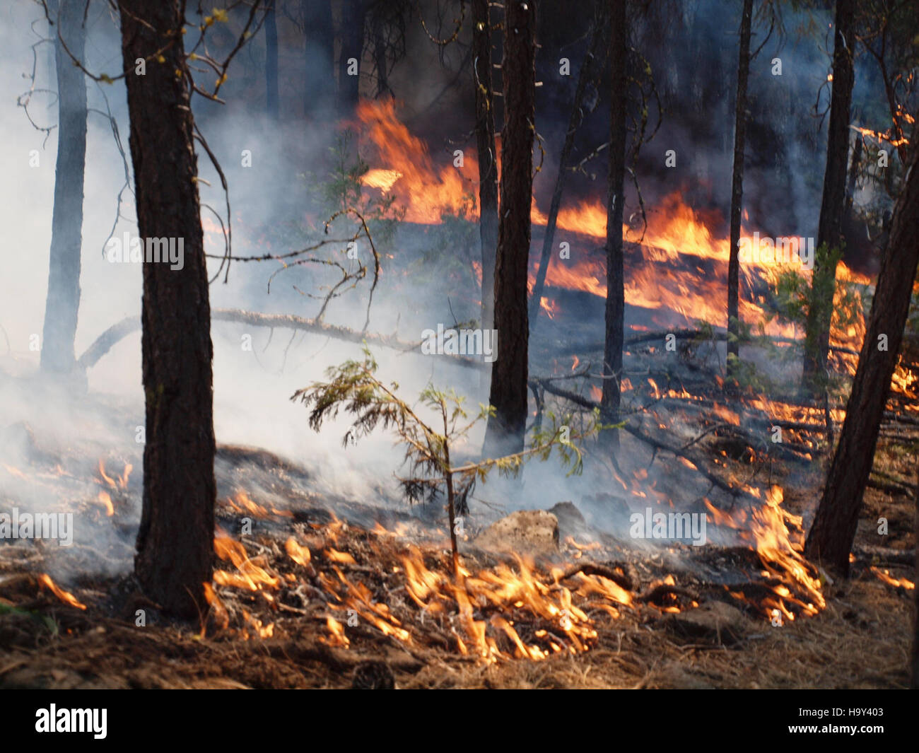 Green Ridge forest fires, monitored by USDA and forest management ...
