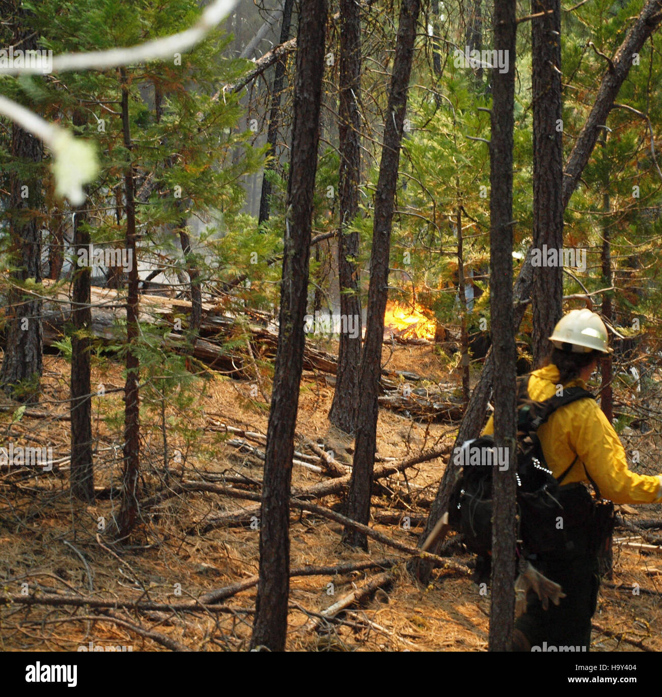Forest fires in the Green Ridge area have prompted response efforts to ...