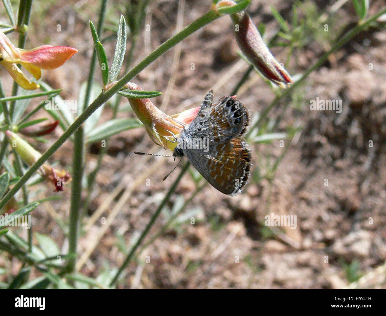 A Pygmy Blue butterfly photographed at Bandelier National Park ...