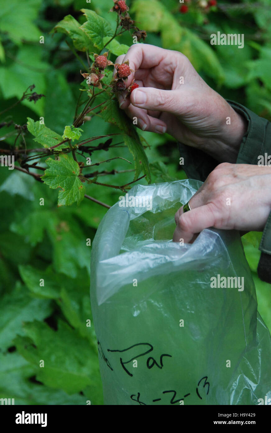 The Elwha River revegetation project involves the collection of ...