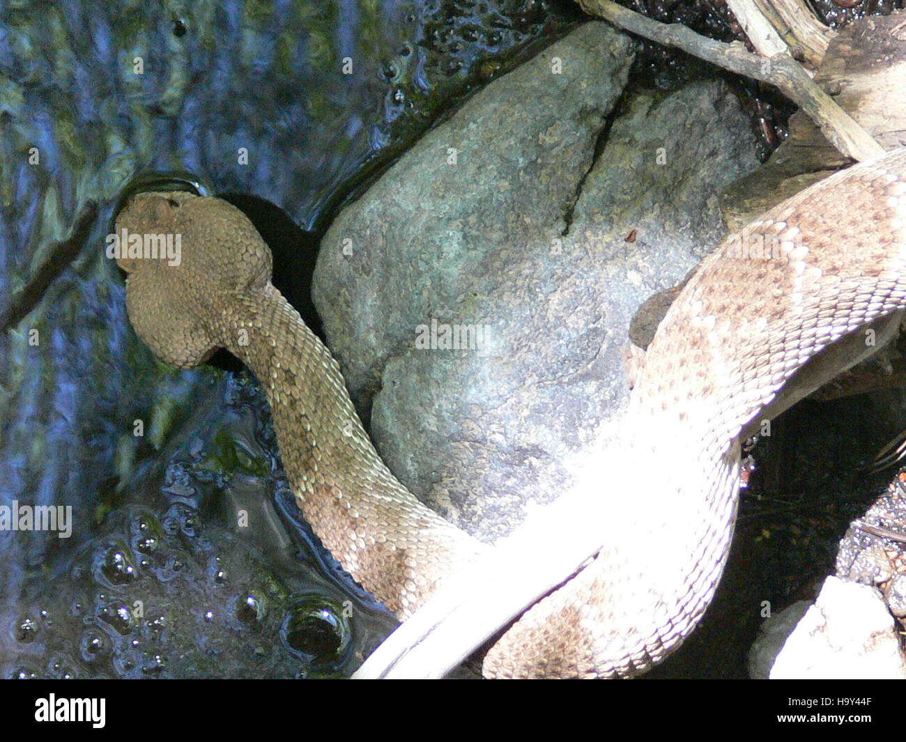Water rattler hi-res stock photography and images - Alamy