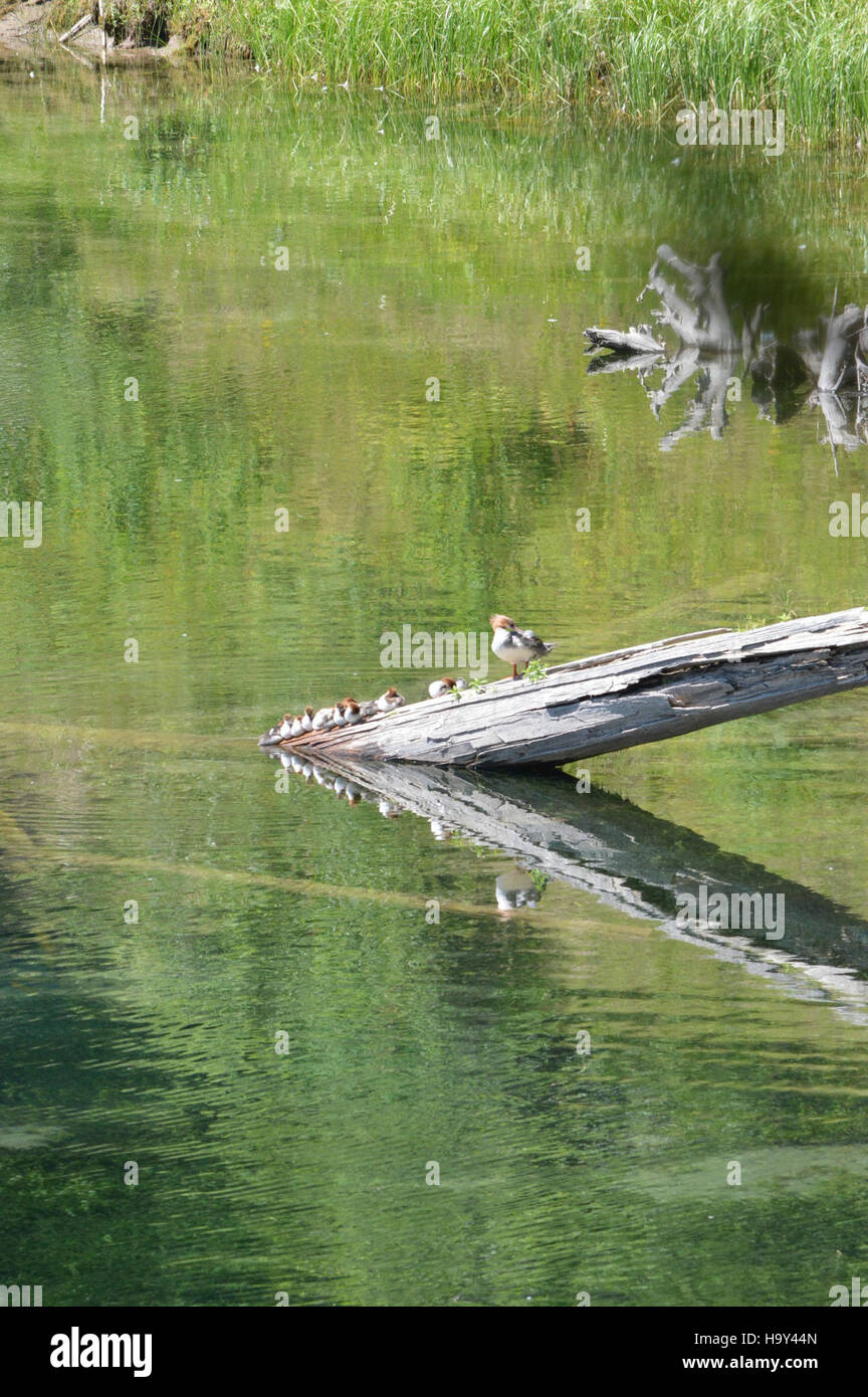 A Merganser family is seen in Glacier National Park, showcasing the ...