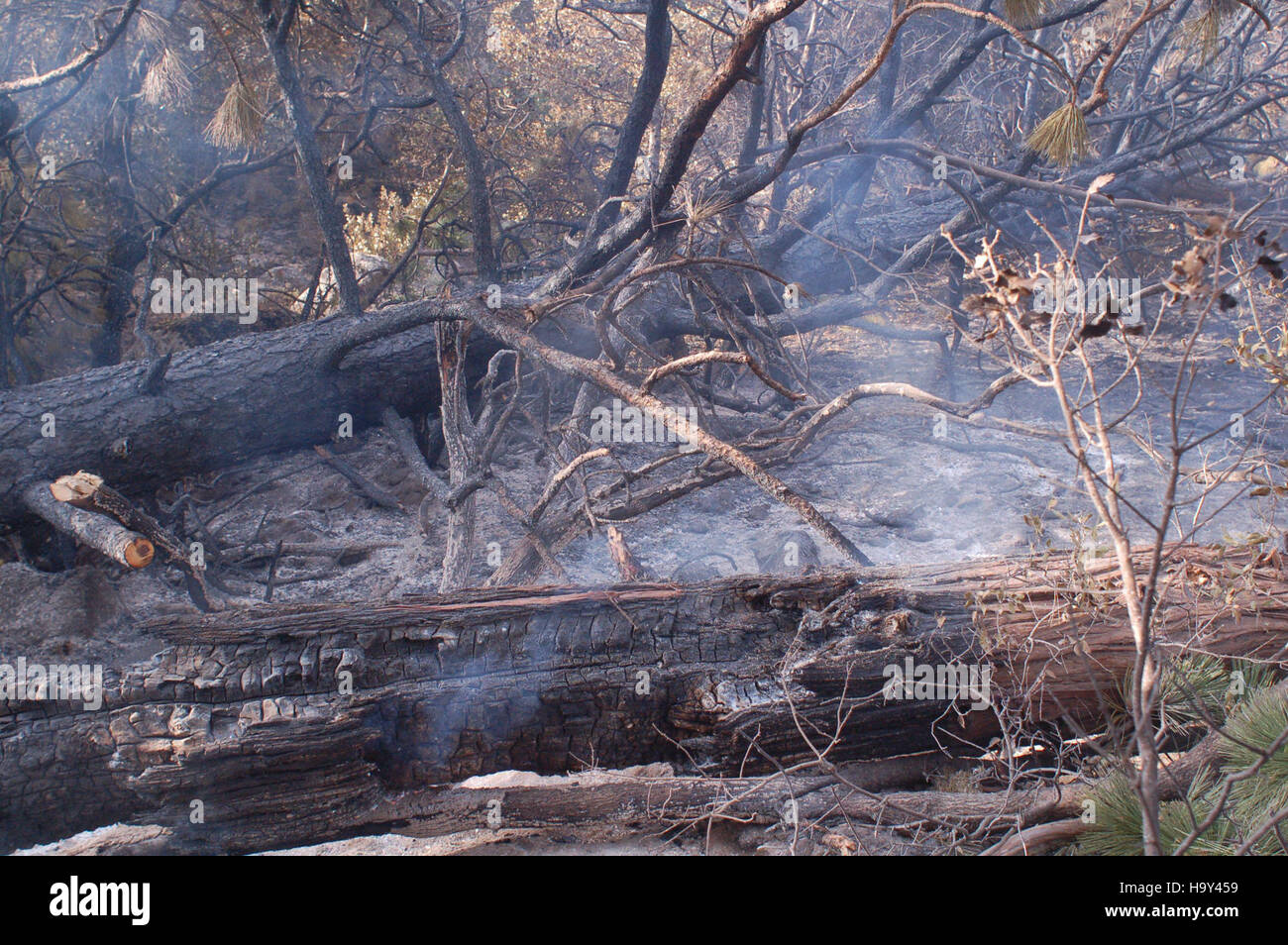 Forest fires can significantly impact ecosystems, wildlife, and air quality. This image ...
