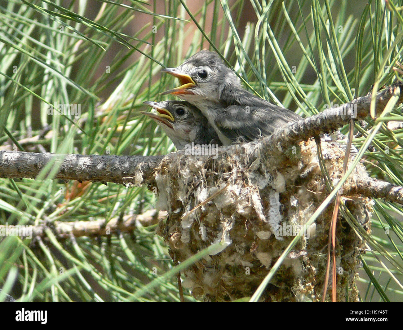 Two baby birds, seen in Bandelier National Park, represent the park's ...