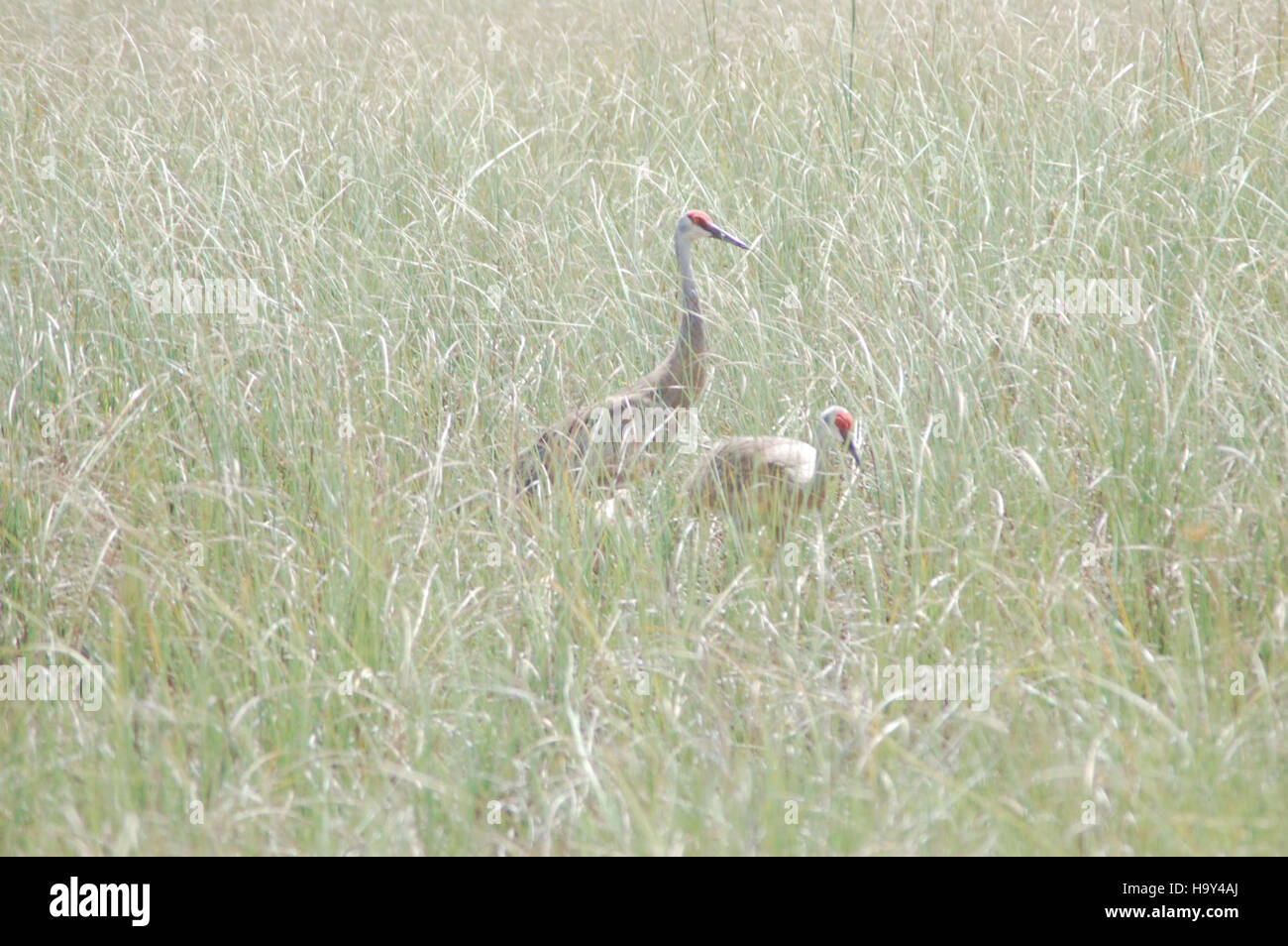 Sandhill Cranes in Everglades National Park, a key species in wetland ...