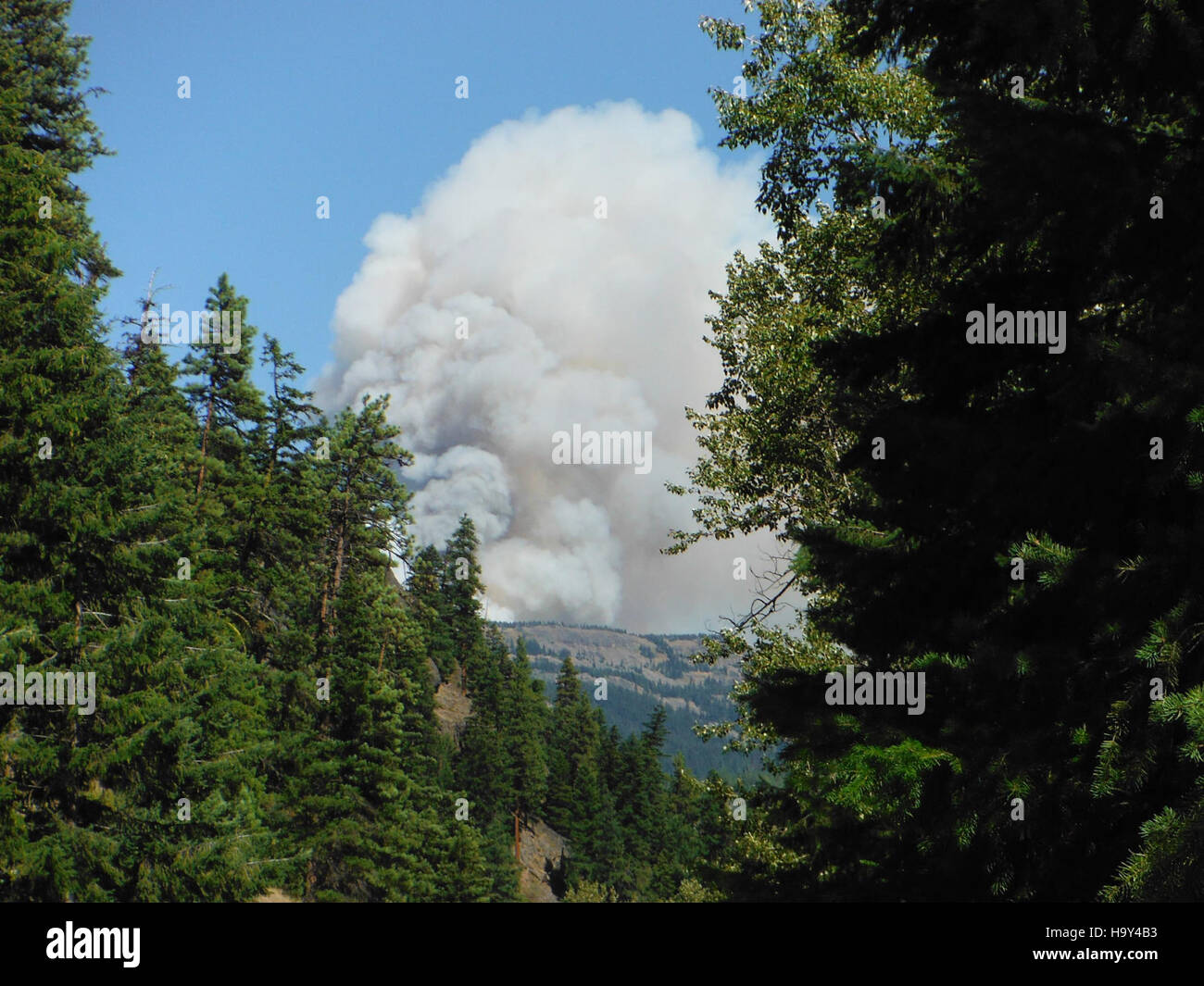 This image shows the aftermath of the Rim Fire, one of the largest ...
