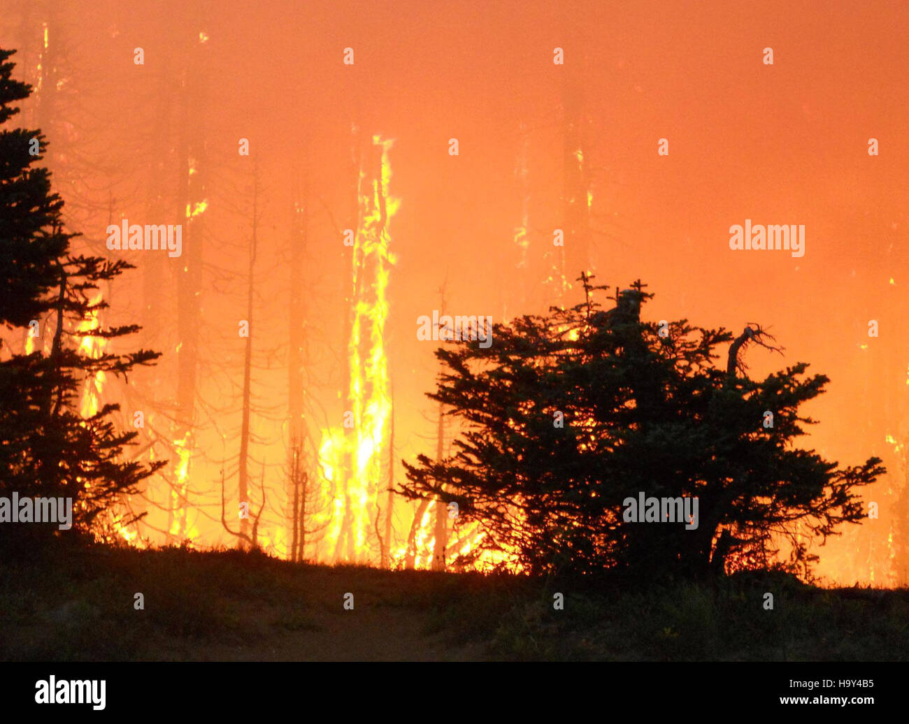 The Rim Fire, a significant forest fire, was managed by the USDA Forest ...