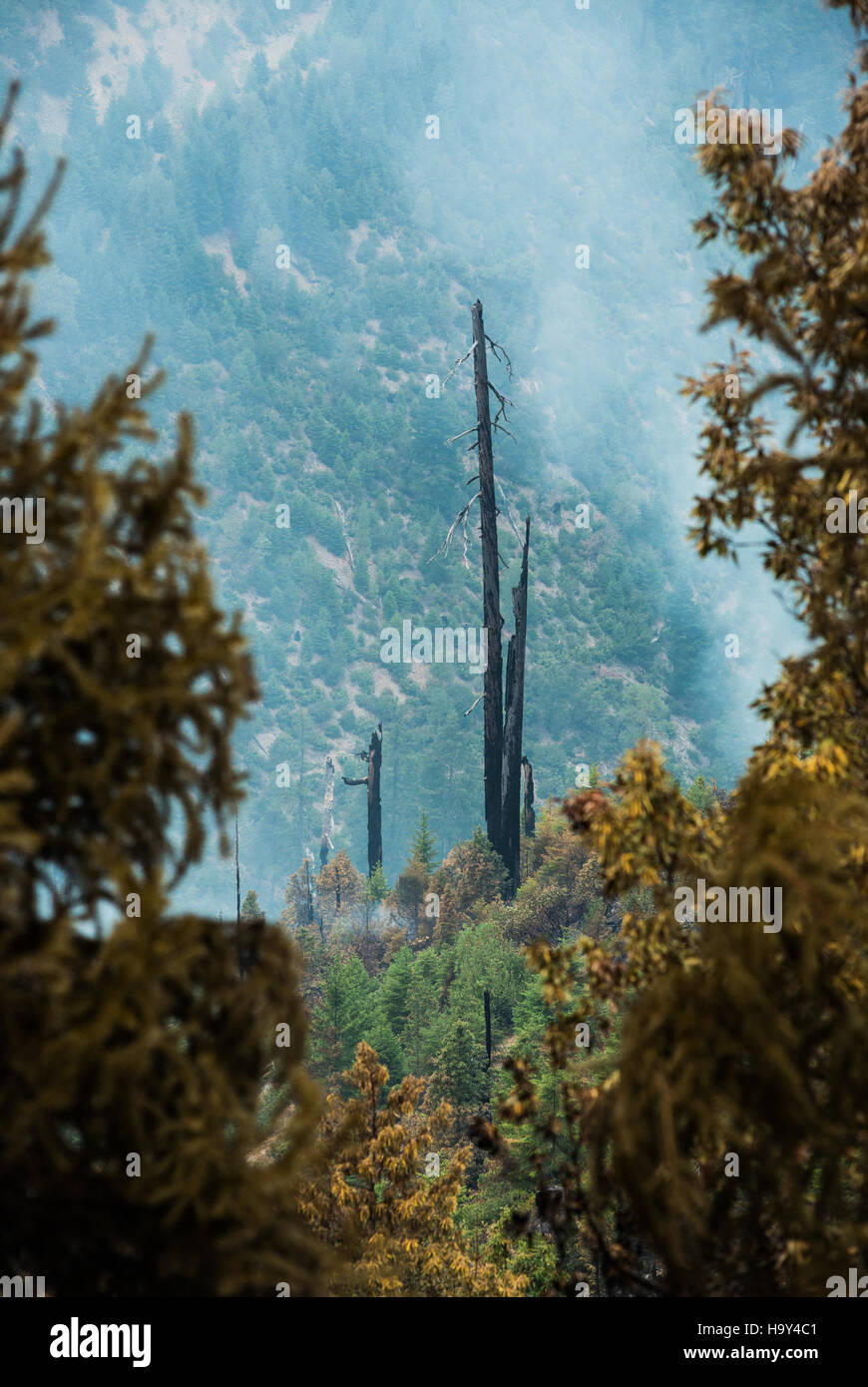 The Big Windy Complex Wildlands Fire in Oregon, managed by the USDA ...