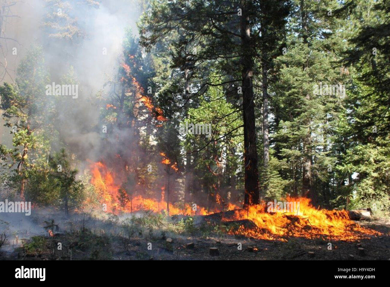 The American Fire, a major forest fire in the U.S., highlights the ...