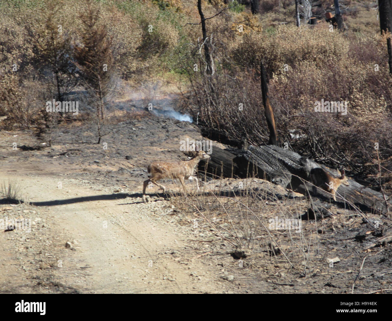 The Corral Complex Fire in 2013 was a large-scale wildfire in the U.S ...