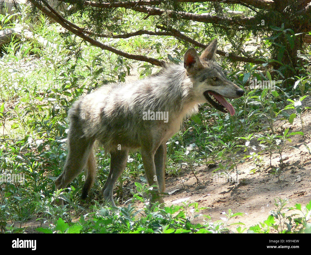 El Lobo, the Mexican gray wolf, is an iconic species whose conservation ...