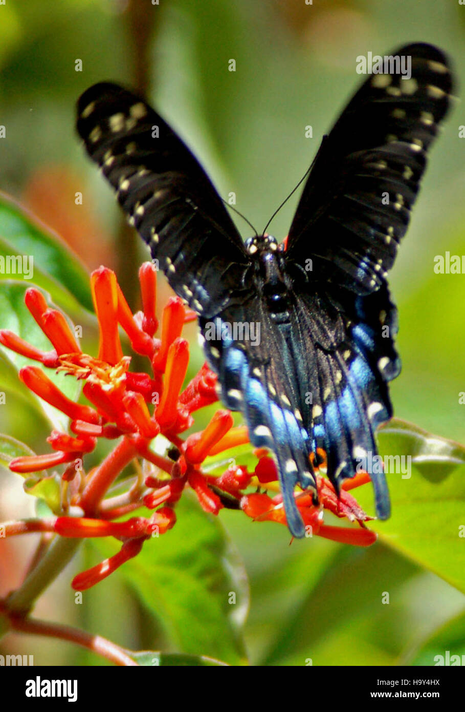 A butterfly photographed in Everglades National Park, a UNESCO World ...