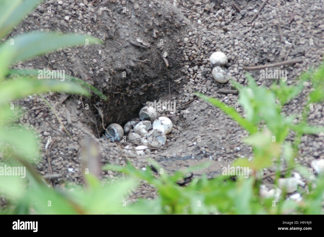 A softshell turtle nest captured in the Everglades National Park ...