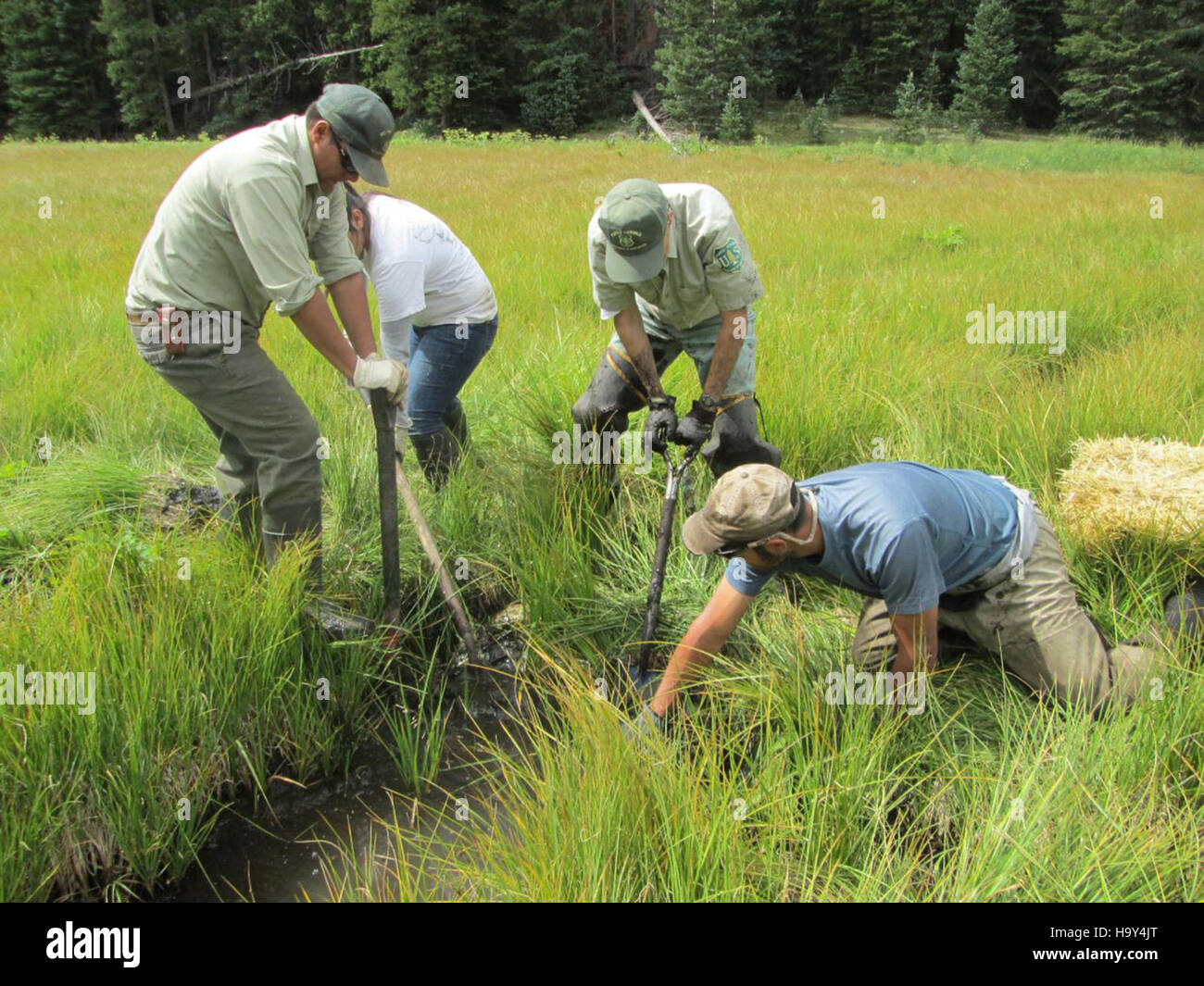 A fen ecosystem, recognized for its role in preserving water quality ...