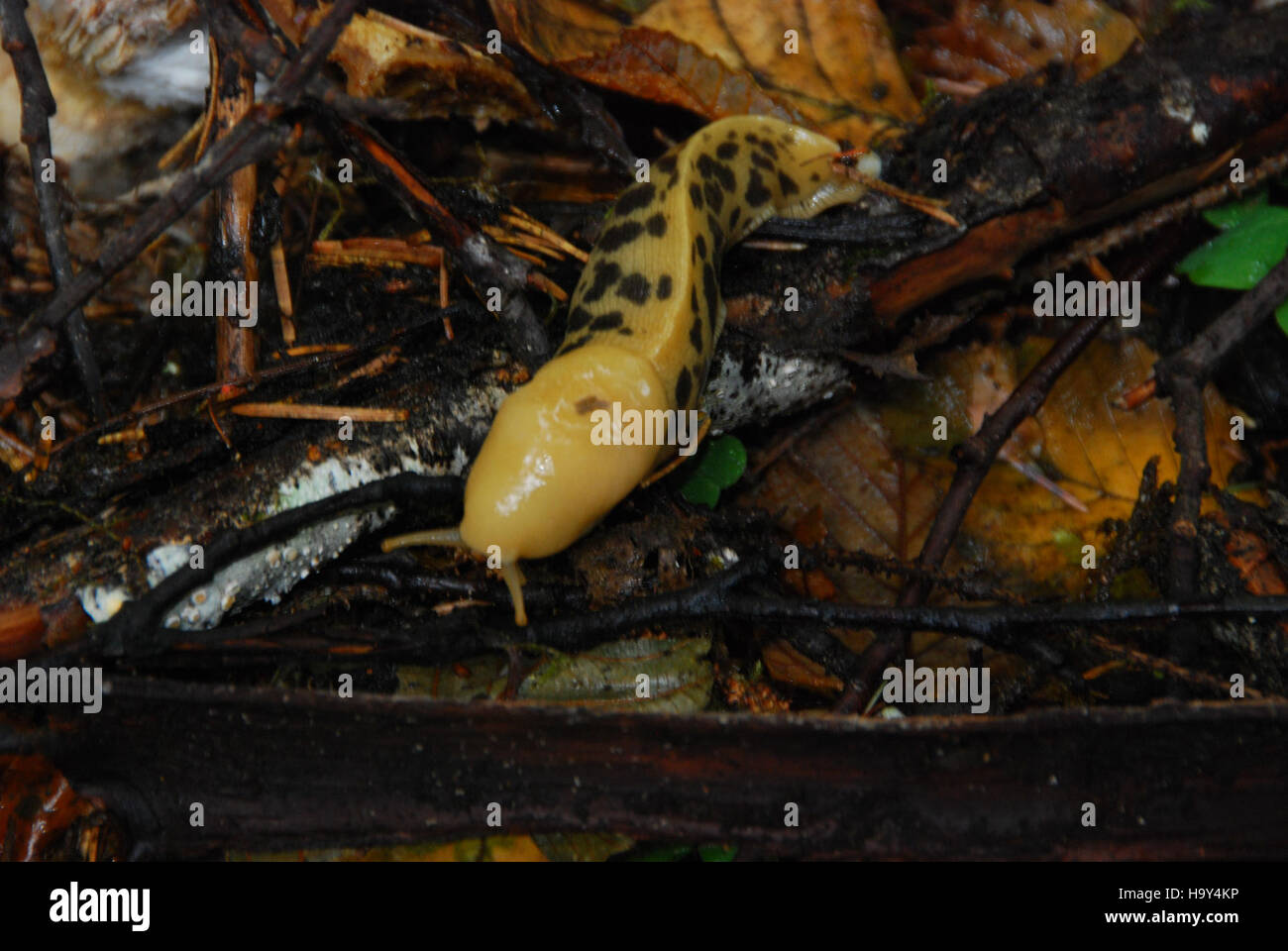 The image captures a banana slug spotted in Olympic National Park. The ...