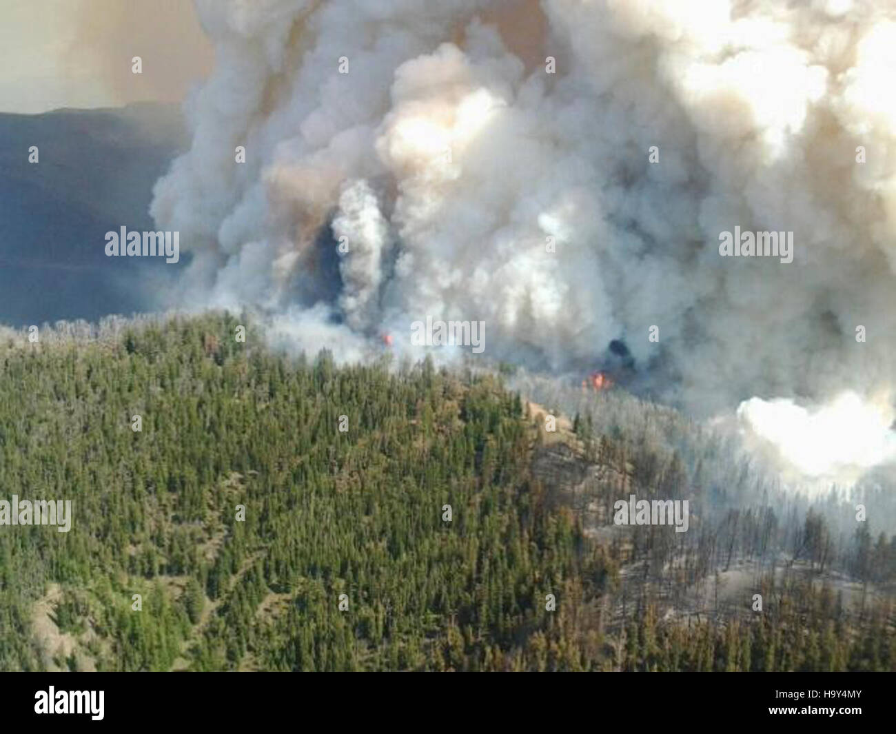 The Miner Paradise Complex Fire in 2013 significantly impacted forest ...