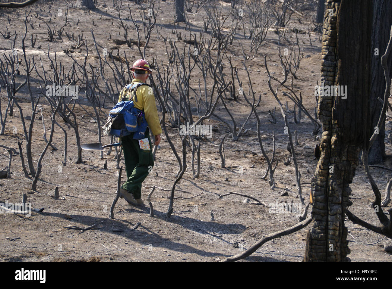 The Rim Fire in 2013 led to significant forest fires in the western U.S ...