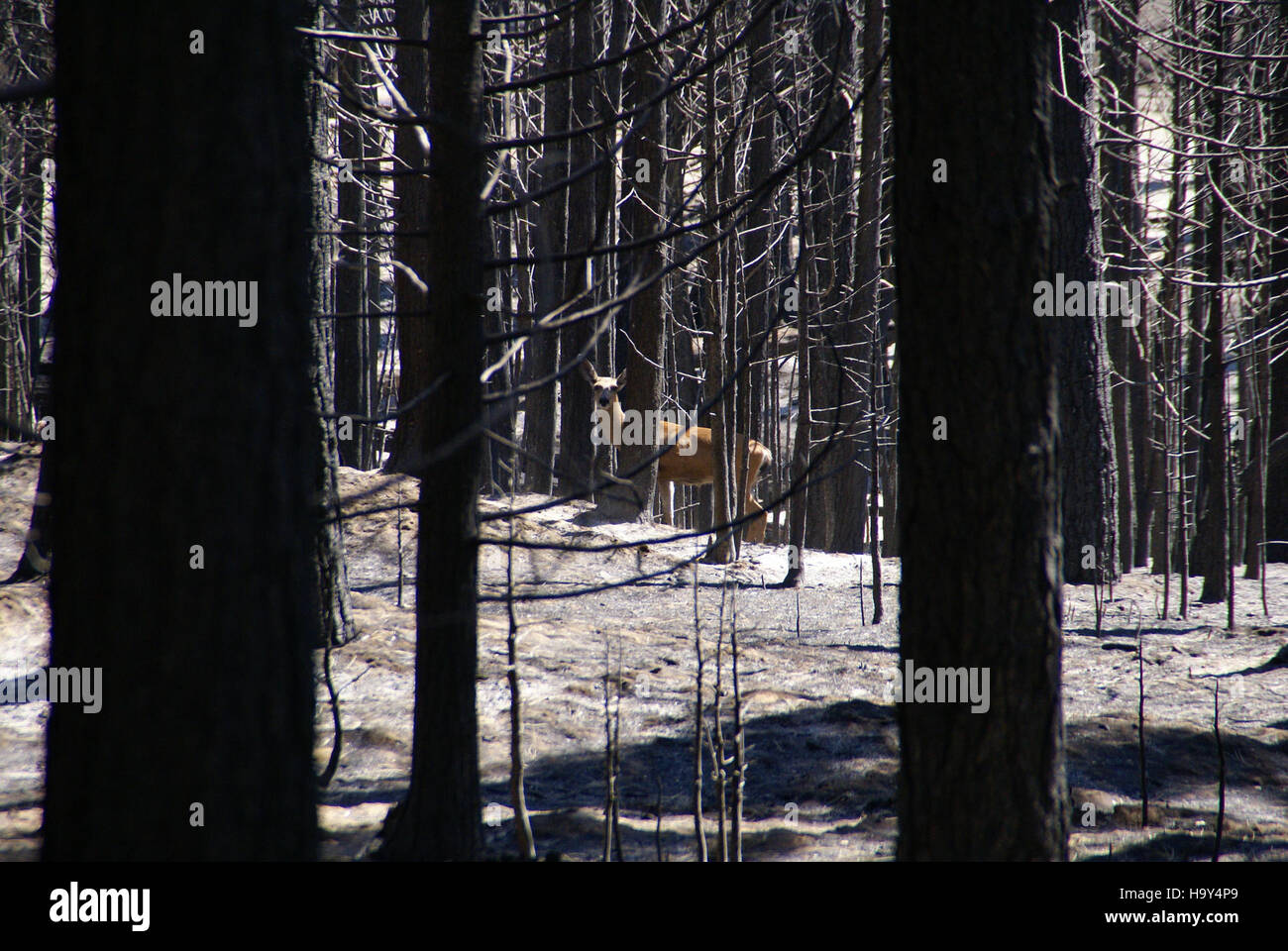 This image depicts the Rim Fire, a significant forest fire that ...
