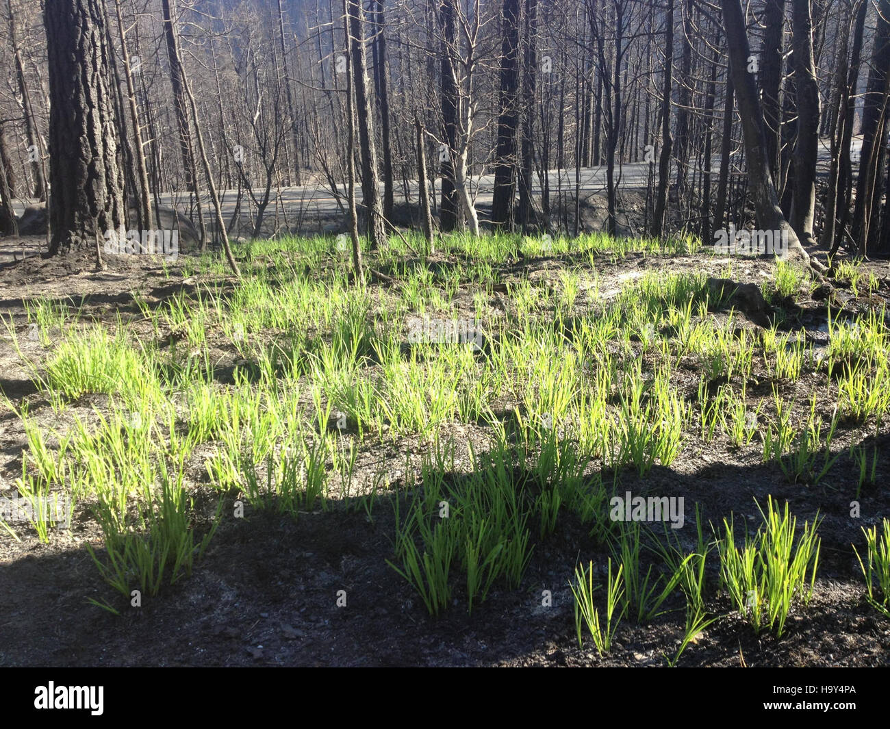 The Rim Fire, a significant forest fire, affected vast forested areas ...