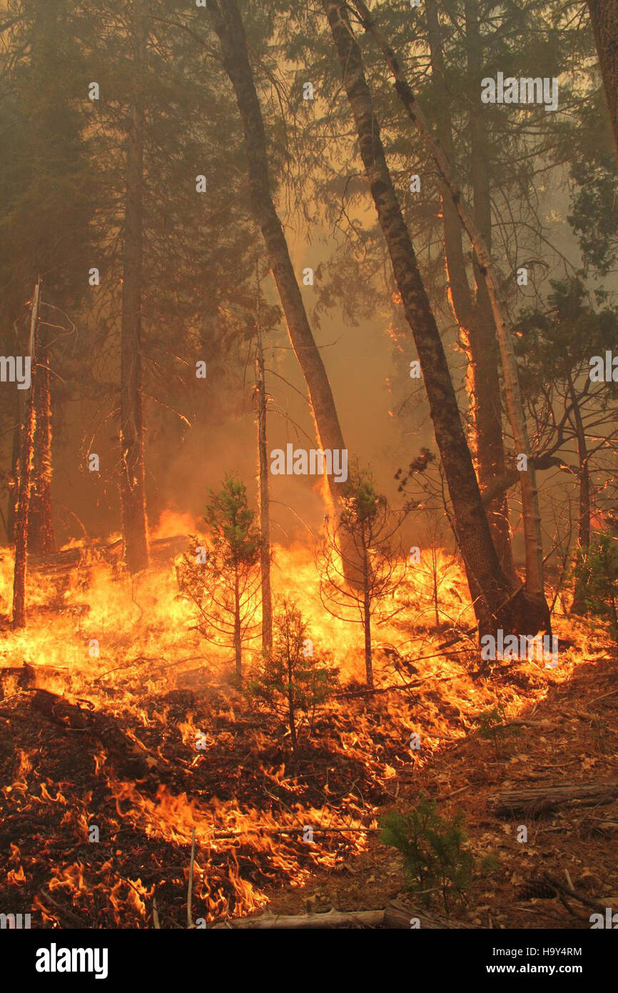 The Rim Fire, which occurred in California, is a major forest fire ...