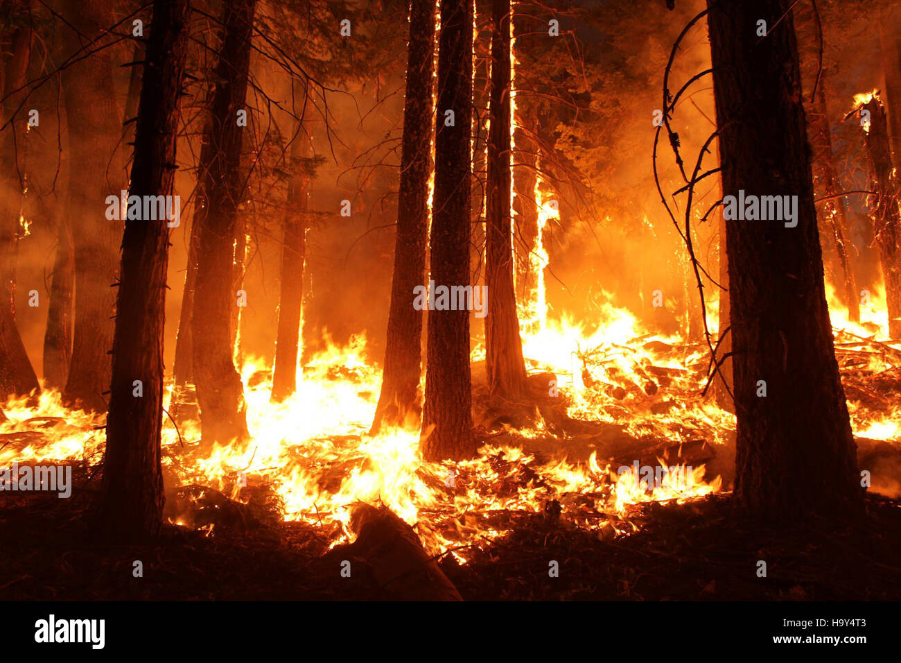 The USDA and Forest Service address forest fire management by ...