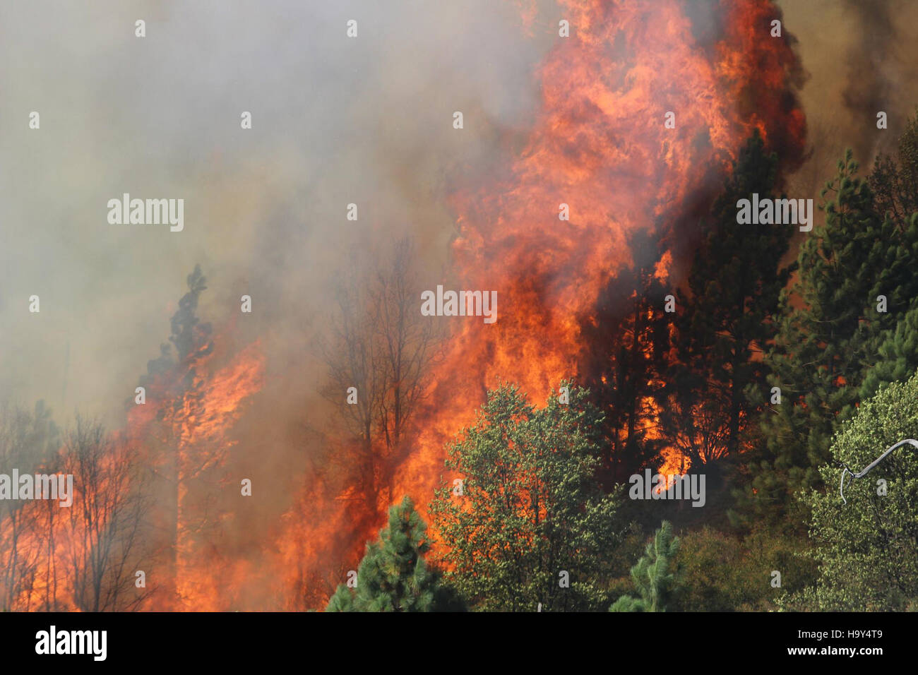 The Rim Fire, one of California's largest wildfires, required extensive ...