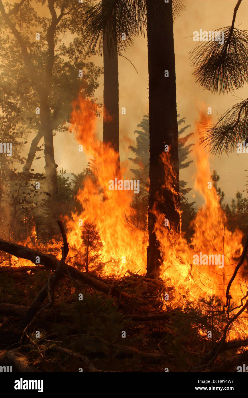 The Rim Fire, one of the largest forest fires in U.S. history, occurred ...