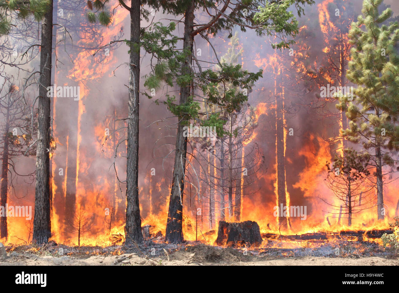 The Rim Fire, one of the largest wildfires in California, is shown in ...