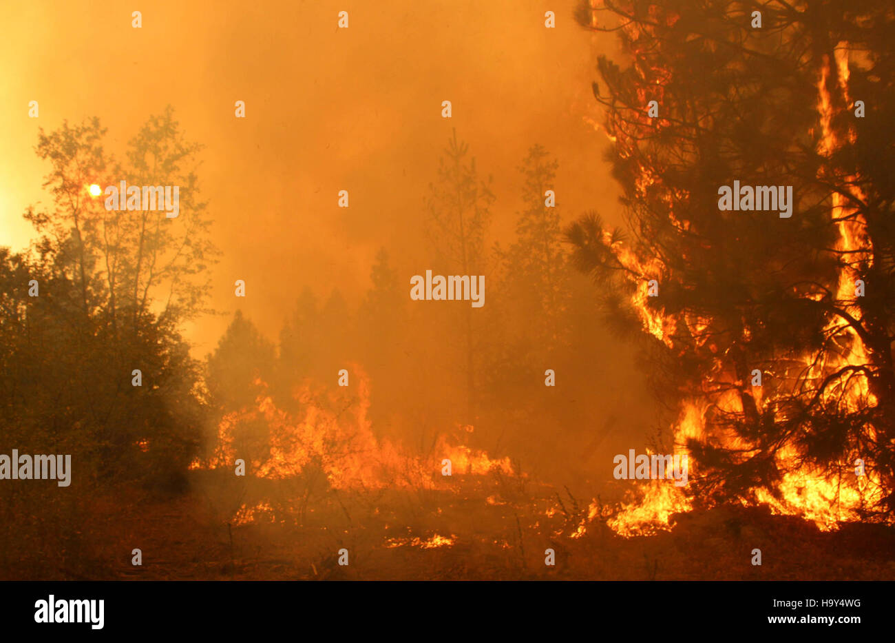 The Rim Fire, a major forest fire event, highlights the challenges of ...