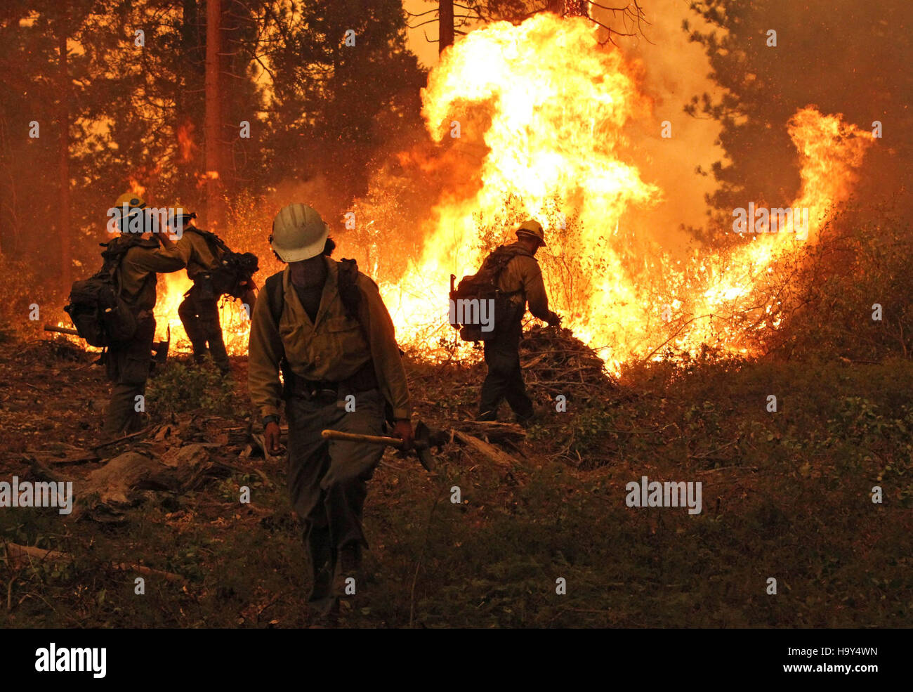 The Rim Fire, one of the largest forest fires in California, impacted ...