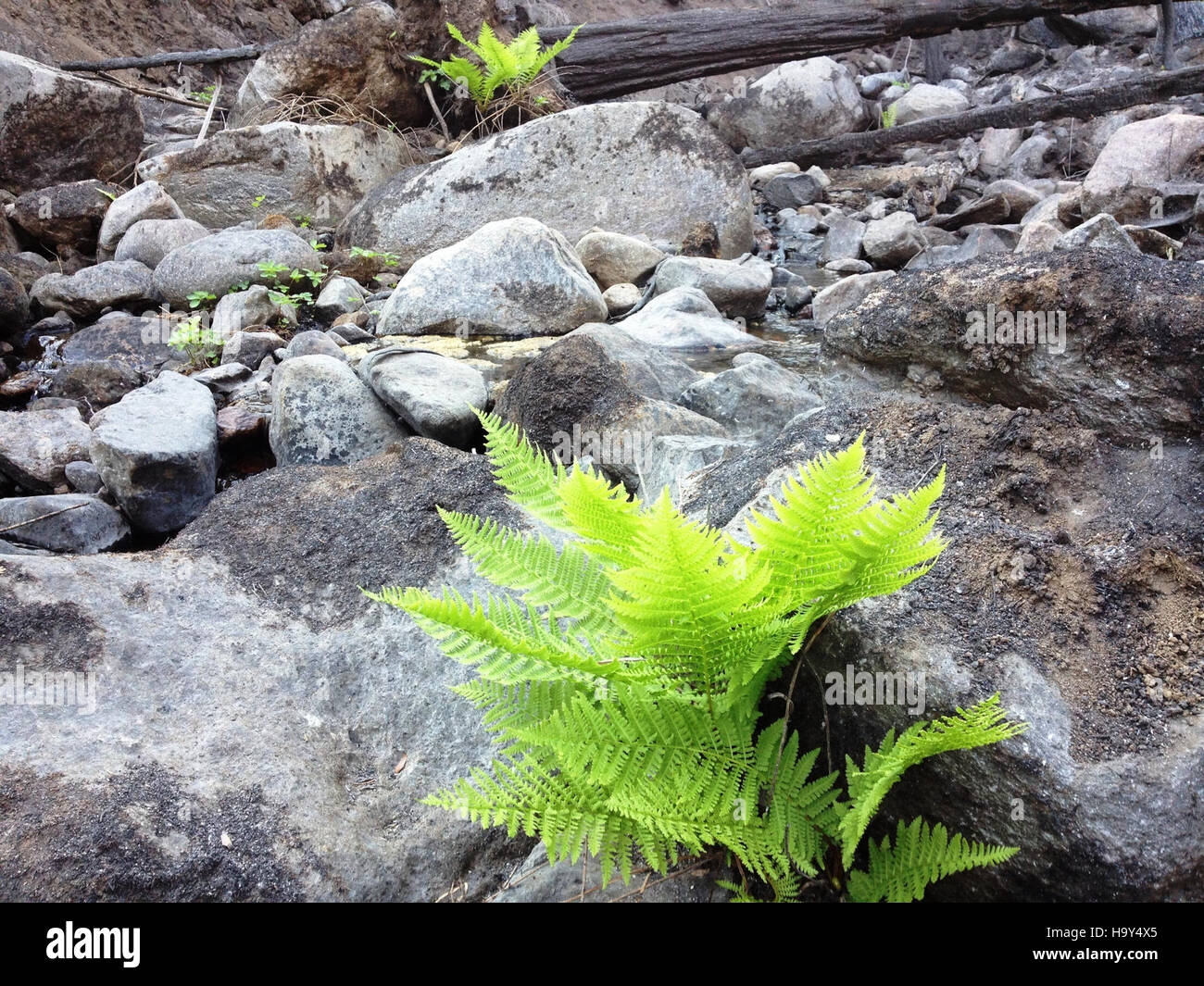 The Rim Fire, a major wildfire in California, burned thousands of acres ...