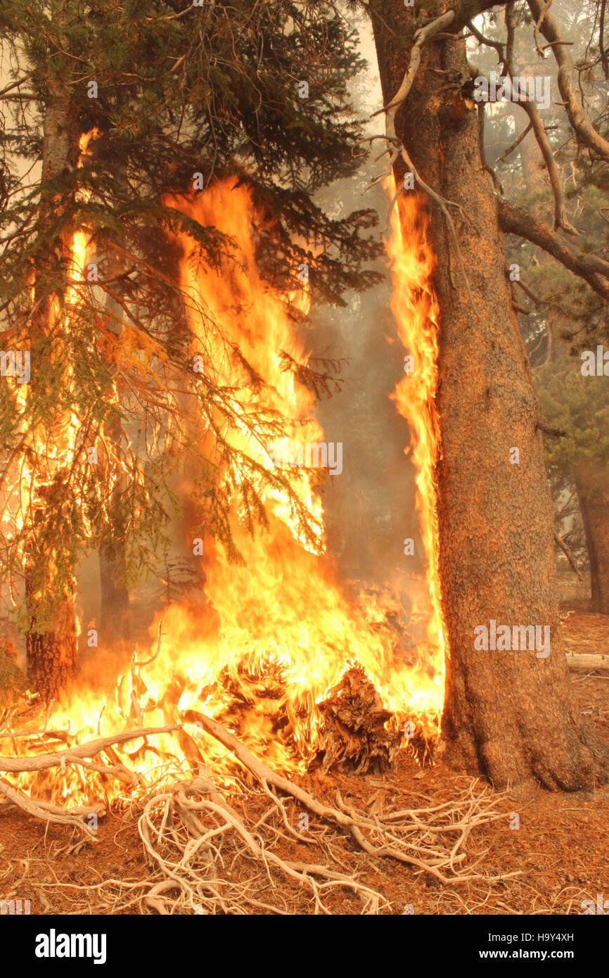 This image depicts the aftermath of the Rim Fire, one of California’s ...
