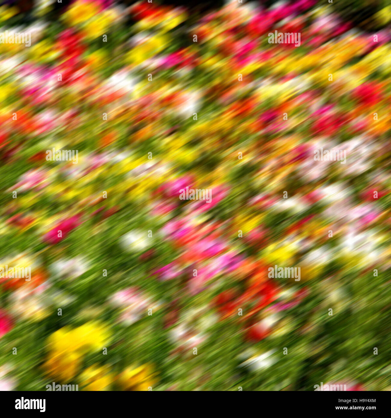 blur in the spring colors flowers and garden Stock Photo - Alamy