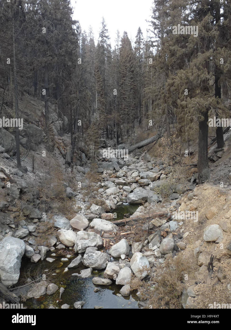 The Rim Fire, one of California's largest wildfires, devastated vast ...