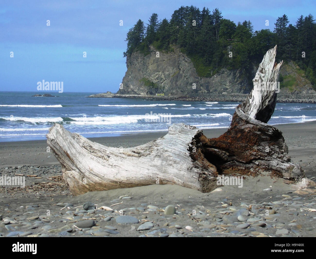 A piece of driftwood rests along La Push Beach, part of Olympic ...