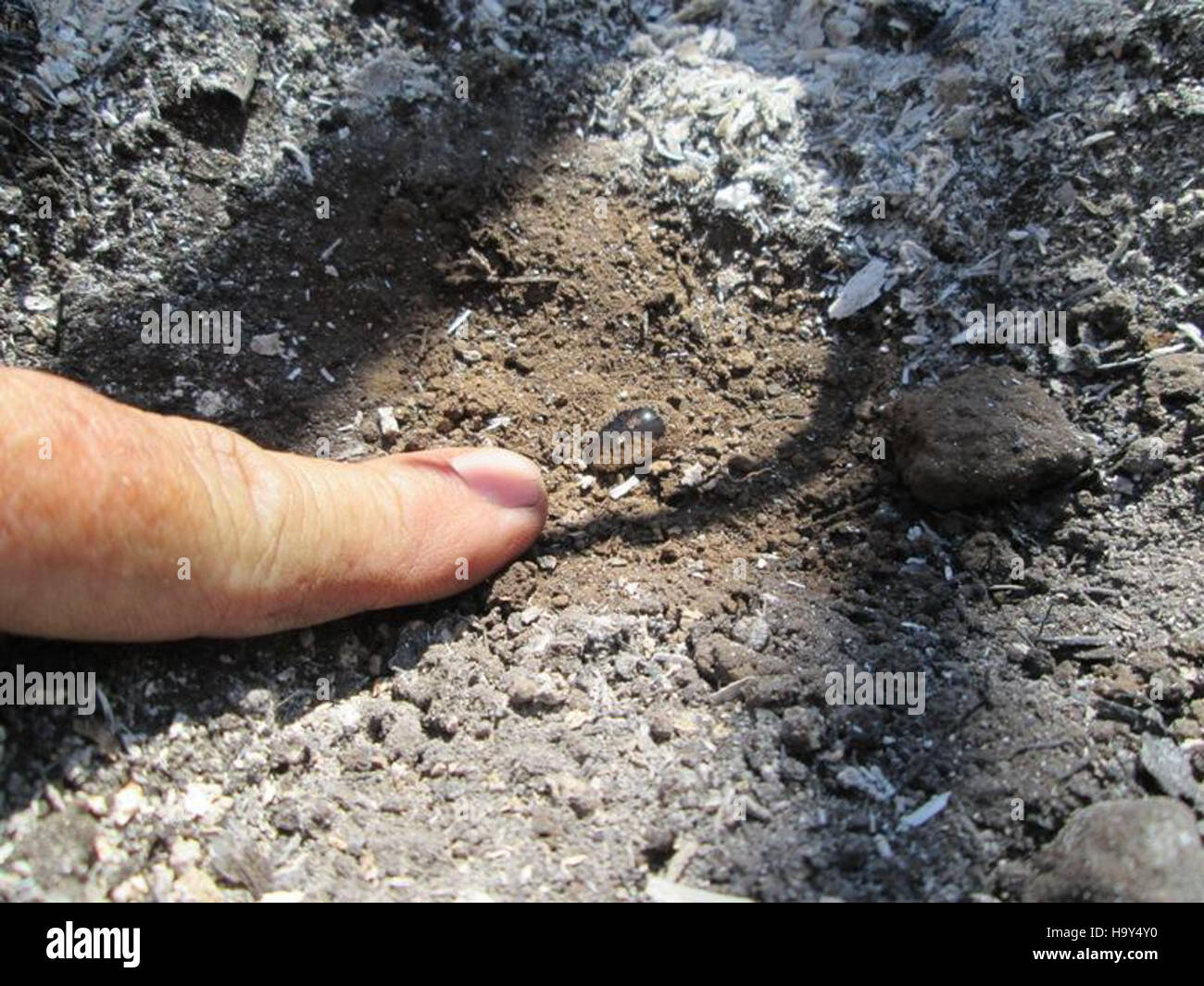 The Rim Fire, a significant forest fire, is highlighted in this USDA ...